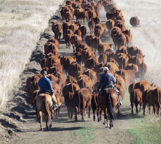 Strong Basis Helped Western Canadian Cattle Market In 2018 ...