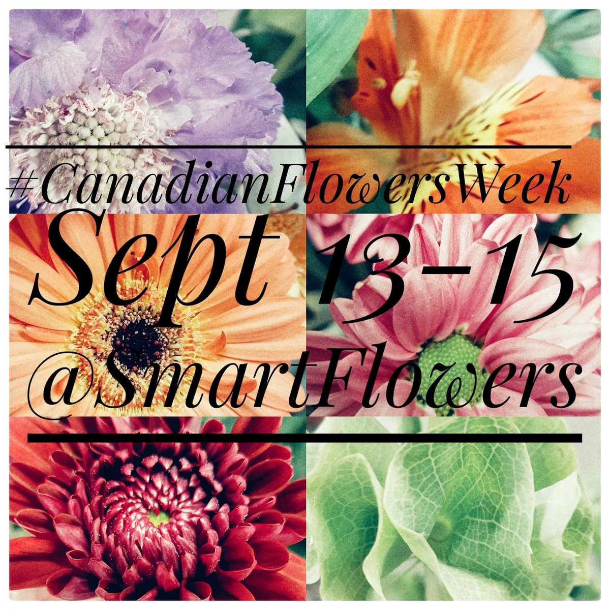 Celebrating Canadian Flowers Week - SwiftCurrentOnline.com - Local news ...