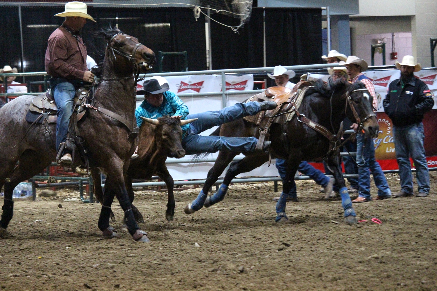 Day 3 results from CCA Finals Rodeo - SwiftCurrentOnline.com - Local ...