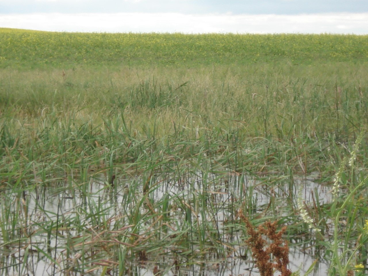 Majority Of Crop Damage In Saskatchewan This Week From Storm Activity ...