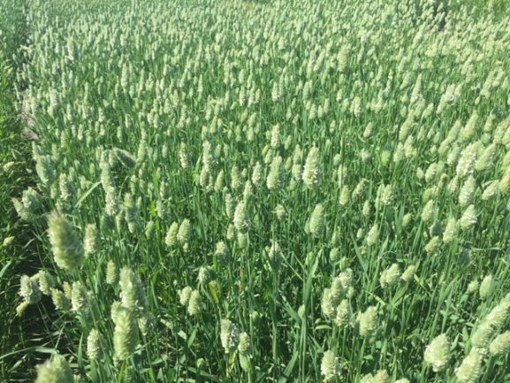 Canaryseed Not Covered Under CGC Licensing And Bonding Program ...