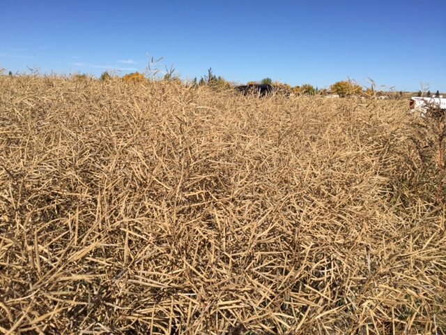 Canola straw used as a source of roughage by more producers ...