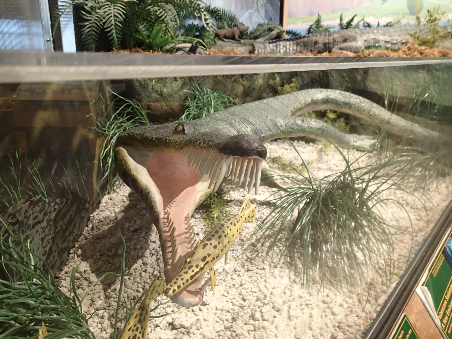 Rare Fossil Discovery Near Climax - SwiftCurrentOnline.com - Local news ...