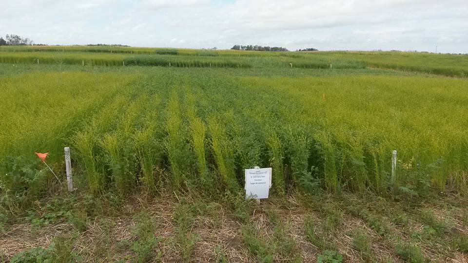 Intercropping Gains Popularity in Saskatchewan - SwiftCurrentOnline.com ...