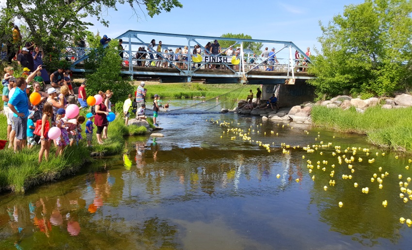 Duck Derby hits record high for ducks in the water - SwiftCurrentOnline ...