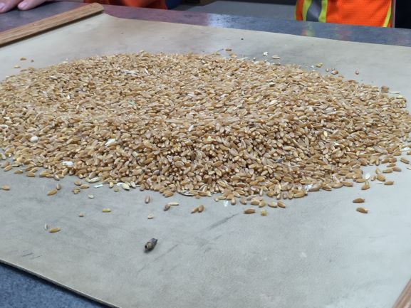 C-G-C Looking For Harvest Samples - SwiftCurrentOnline.com - Local news ...