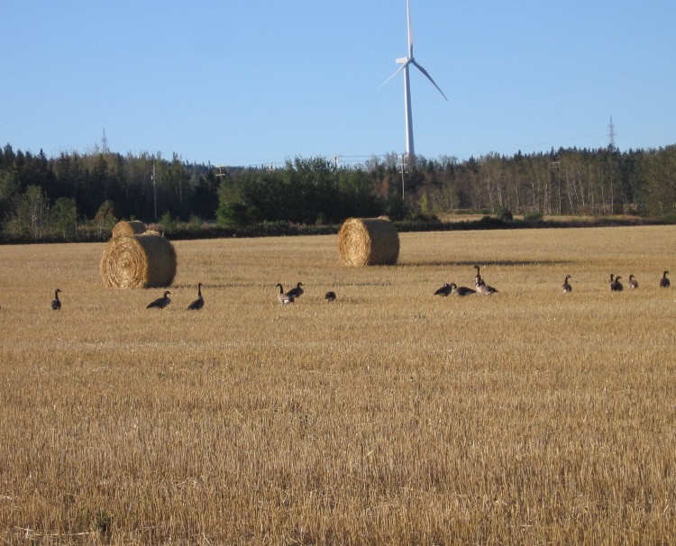 Proposed Wind Turbine Project Near Shaunavon - SwiftCurrentOnline.com ...