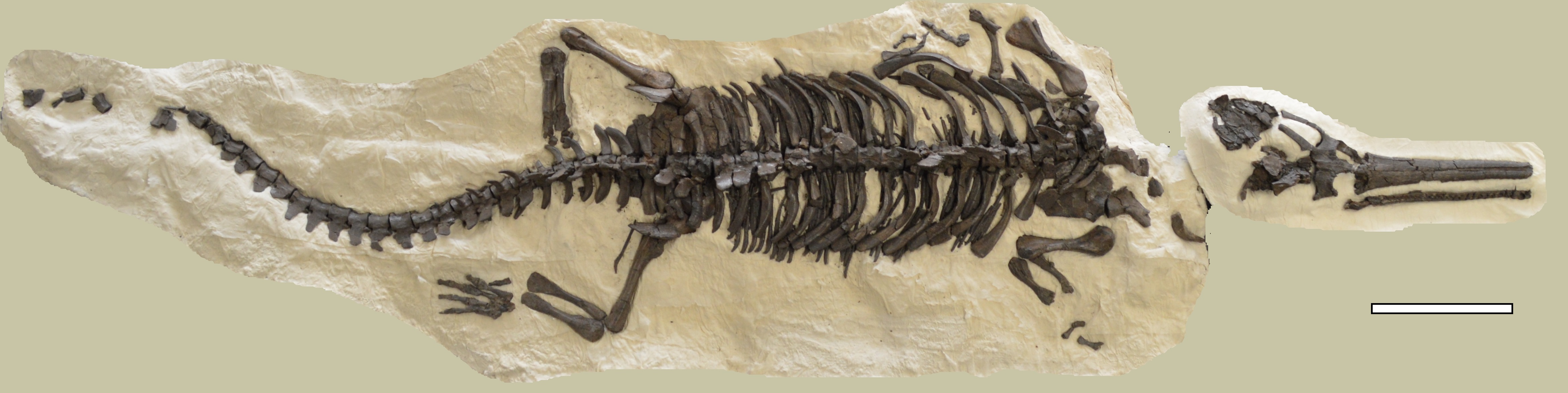 Rare Fossil Discovery Near Climax - SwiftCurrentOnline.com - Local news ...