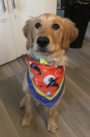 Spooky Pup - SwiftCurrentOnline.com - Local news, Weather, Sports, Free ...