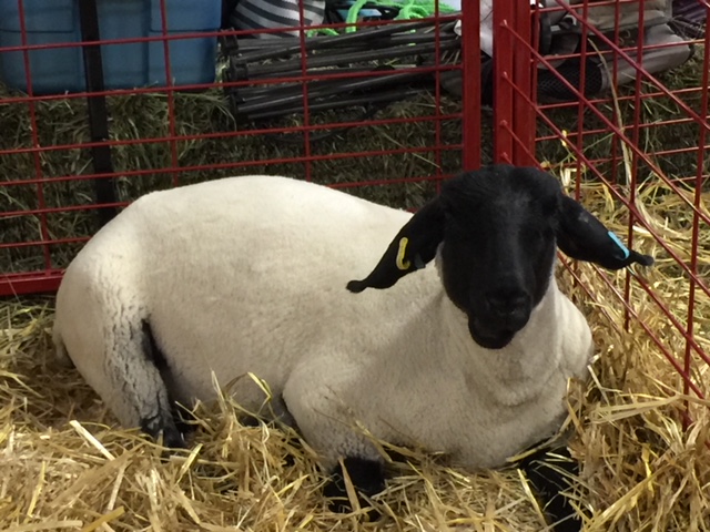 Humboldt Hosts The 2019 All Canada Sheep Classic - SwiftCurrentOnline ...
