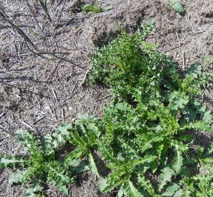 Farmer's Reminded About Post Harvest Weed Control - SwiftCurrentOnline ...