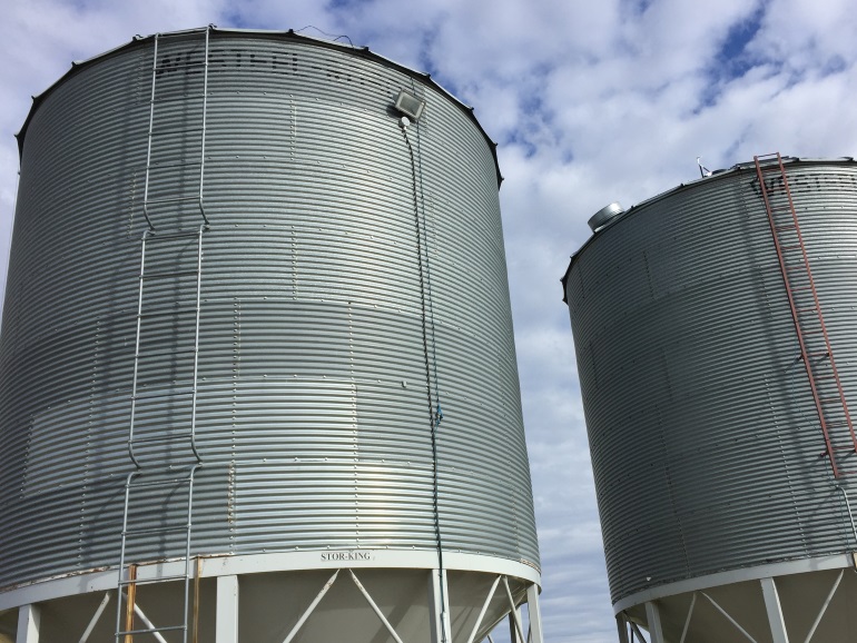 Canola Heating Up - SwiftCurrentOnline.com - Local news, Weather ...