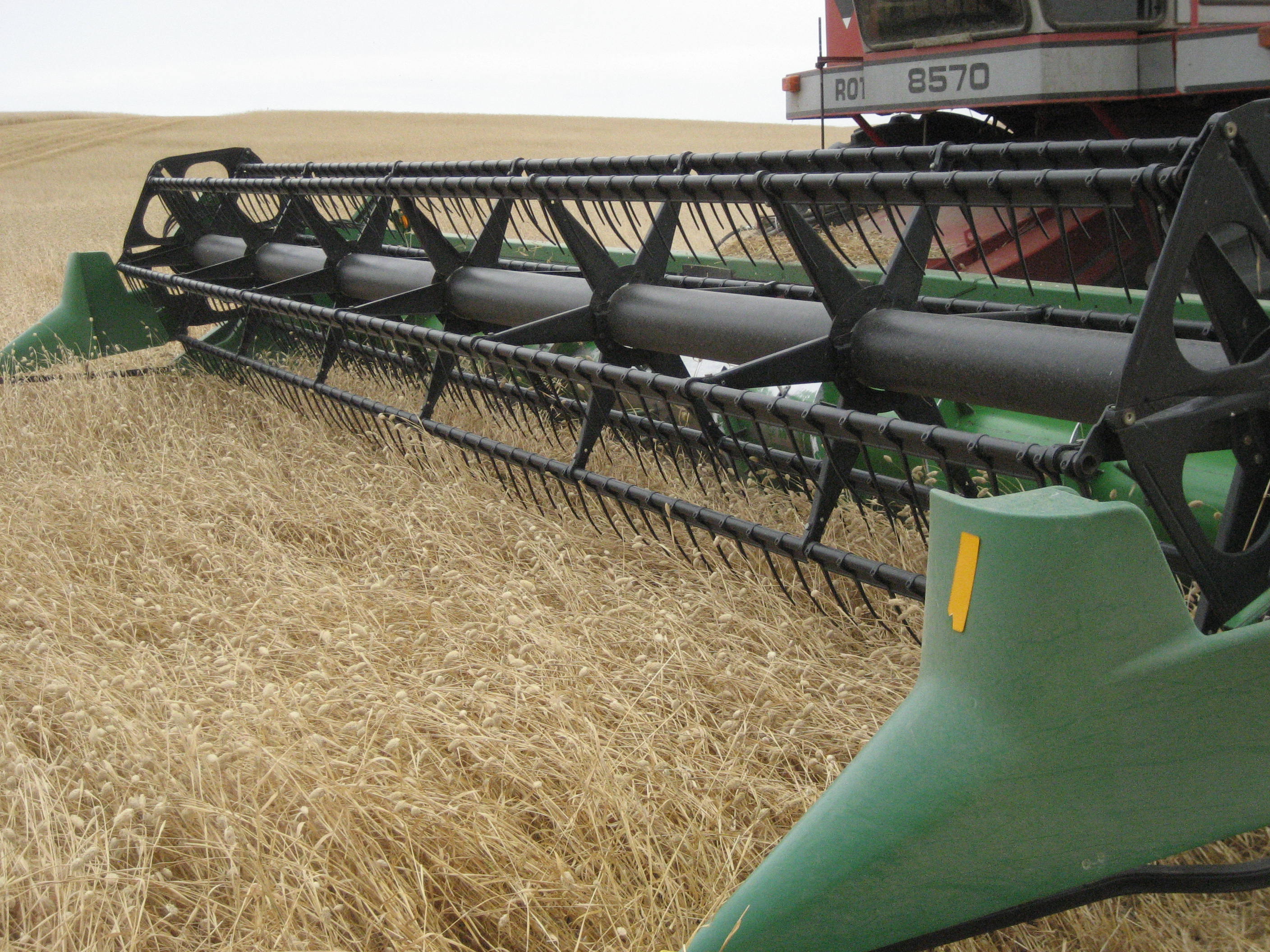 Canary Seed Producers Interested In Coverage Under CGC ...