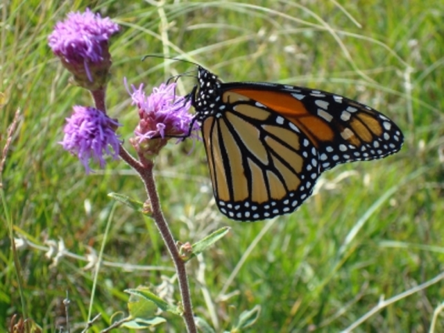 Monarch Butterfly Protection Benefits Everyone - SwiftCurrentOnline.com ...