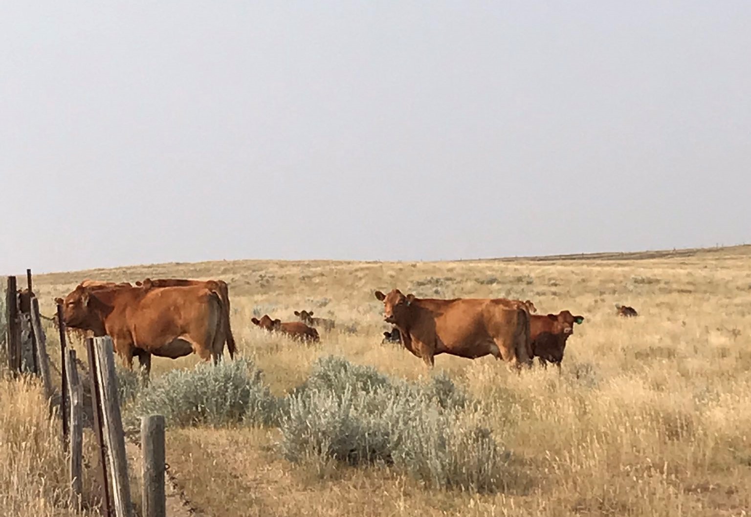 Cooler Temperatures and Rainfall Bring Relief For Cattle ...