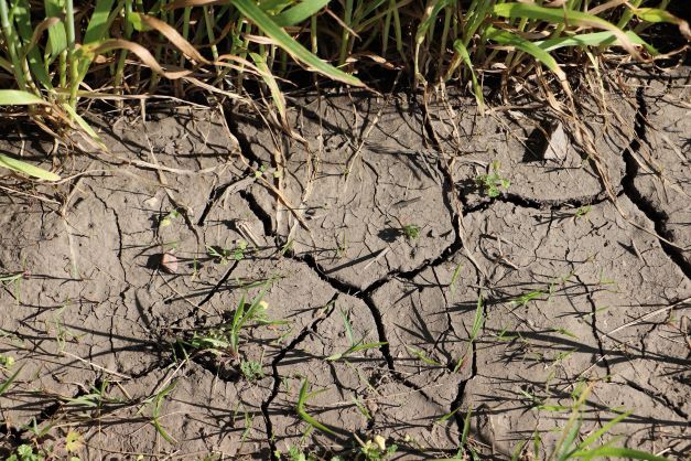 CCA Says The Recently Announced Drought Relief Measures Are A Good ...