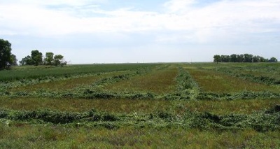 Lone Tree Project Hoping to Donate Over $30,000 to CFB ...