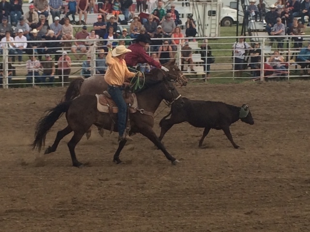 Kyle Rodeo Celebrates 40th Anniversary - SwiftCurrentOnline.com - Local ...