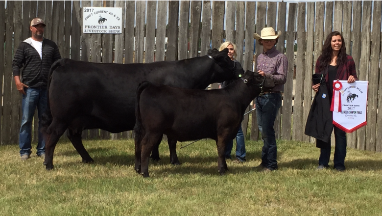 Purebred Cattle Show at Frontier Days doesn't disappoint ...