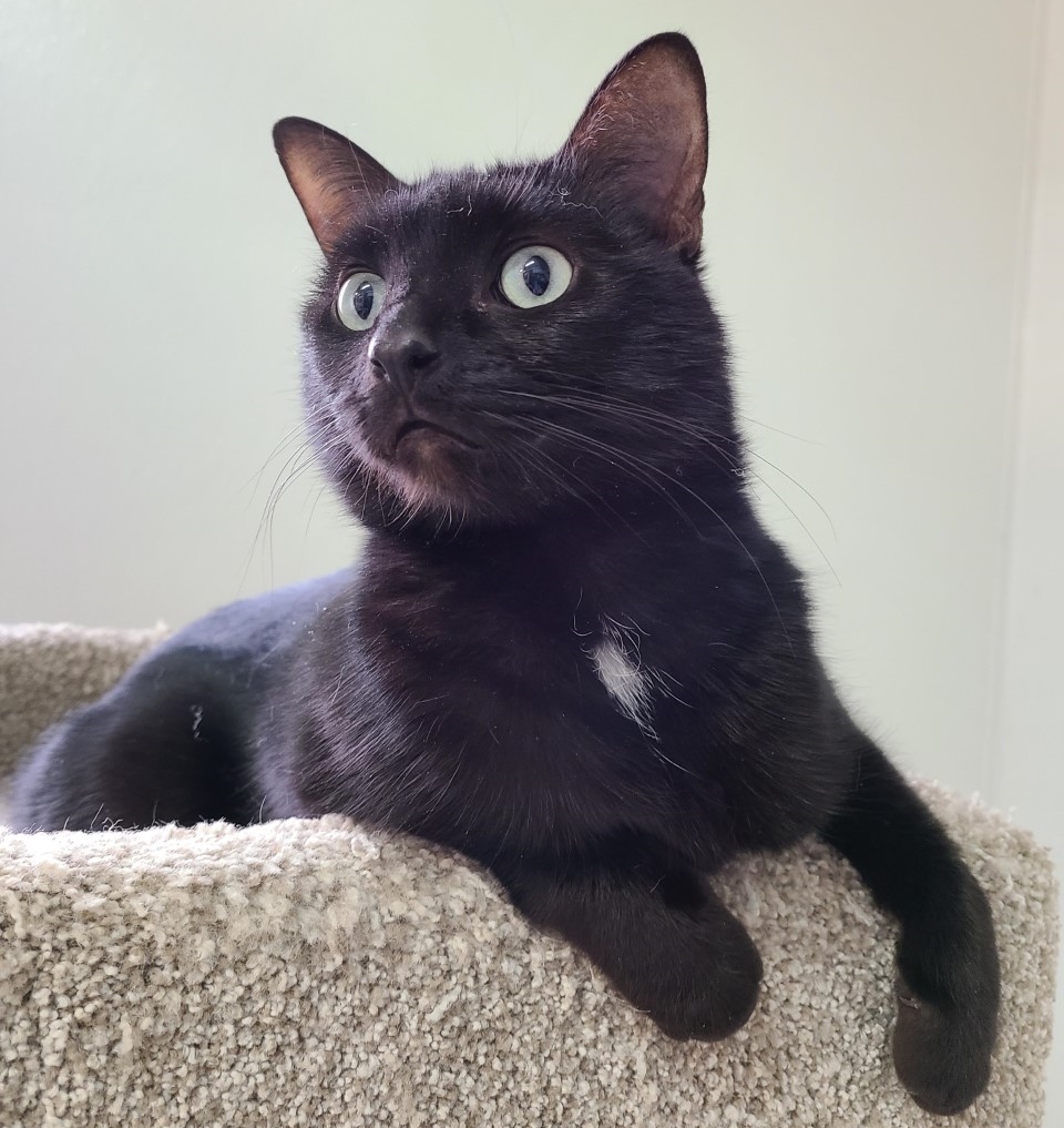 Furry Friend Friday: Sammi - SwiftCurrentOnline.com - Local news ...