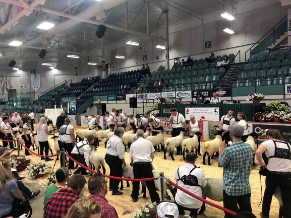 National Sheep Show and Sale A Success - SwiftCurrentOnline.com - Local ...